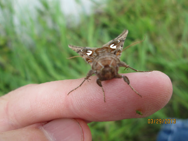 Bilobed Looper Moth | Project Noah