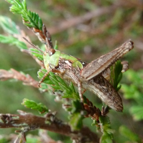 Grasshopper | Project Noah