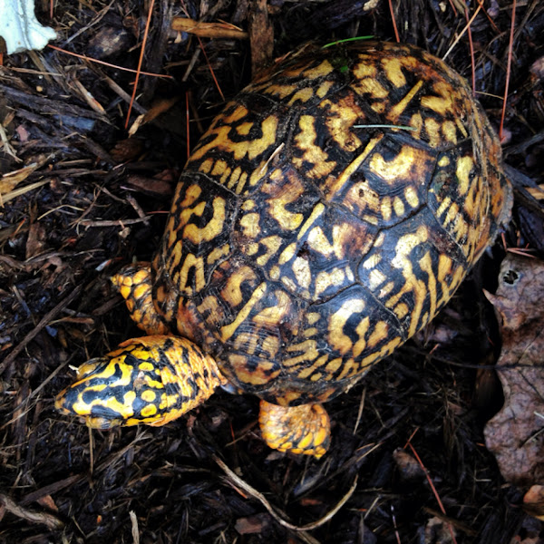 eastern box turtle | Project Noah