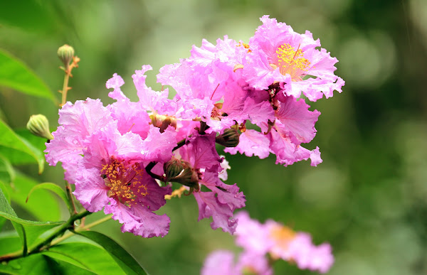 Queen crape Myrtle (大葉紫薇) | Project Noah