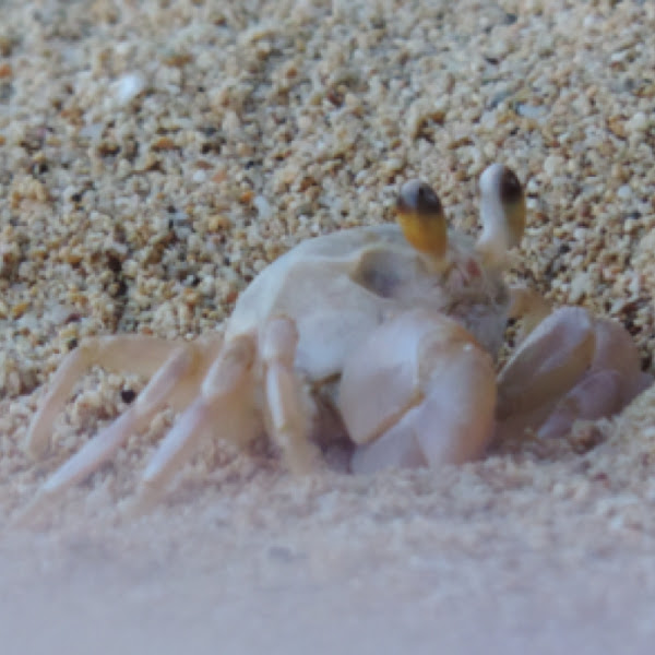 Pallid Ghost Crab | Project Noah