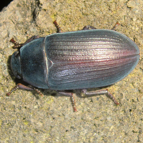 Bluish Darkling beetle | Project Noah