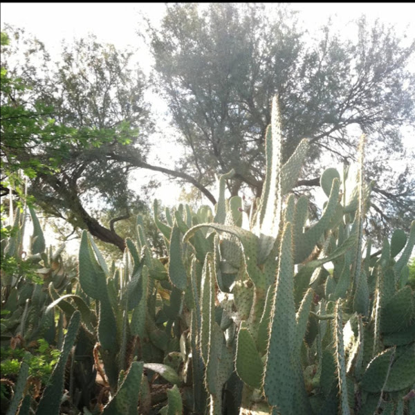 Cactus | Project Noah