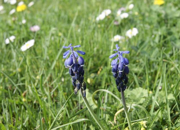 Grape Hyacinth | Project Noah