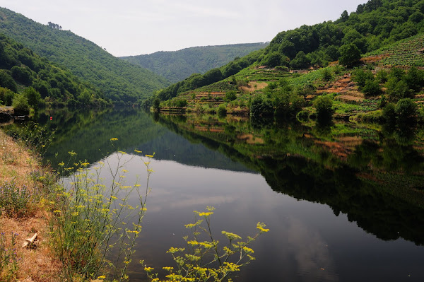 Grapevine | Project Noah