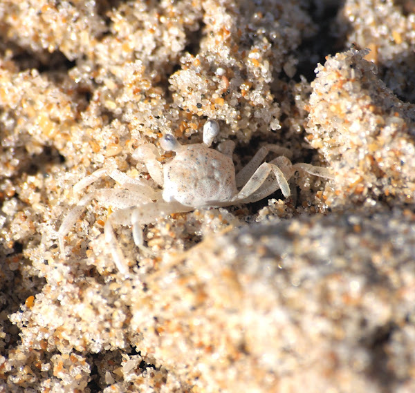 Dwarf Atlantic Ghost Crab | Project Noah