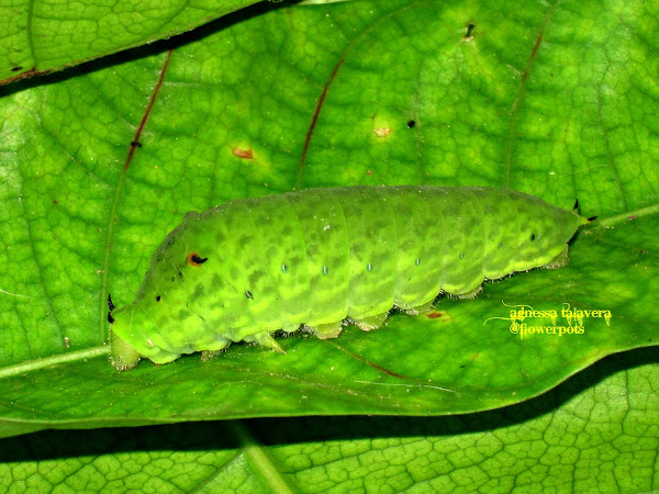 Tailed Jay Caterpillar (Late instar) | Project Noah