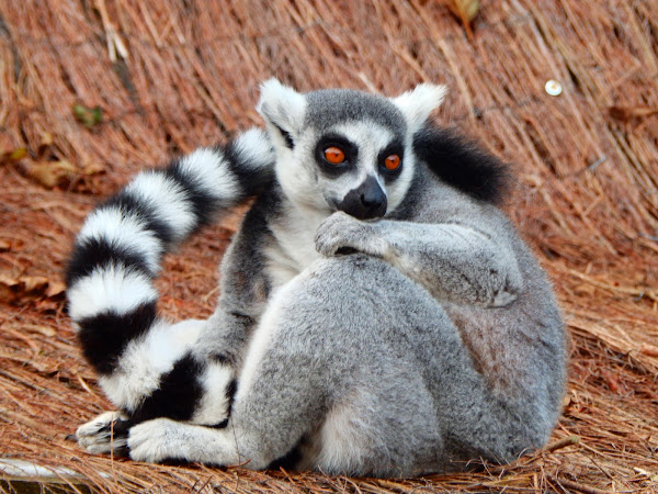Ring-tailed lemur | Project Noah