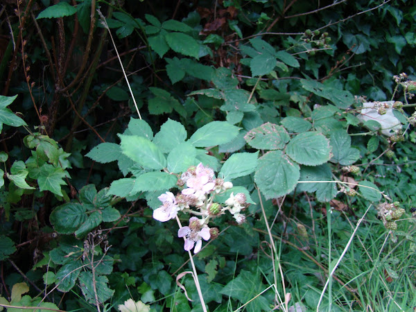 Blackberry | Project Noah