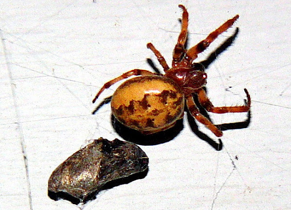 Furrow Orb Weaver Spider | Project Noah