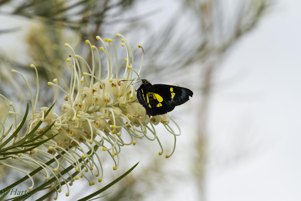 Regent skipper | Project Noah