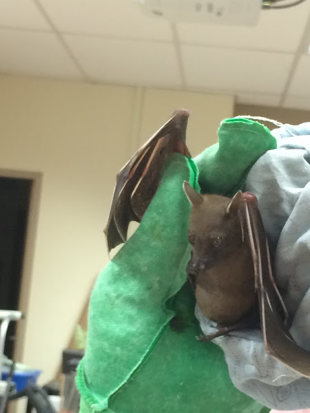 Common Fruit Bat | Project Noah