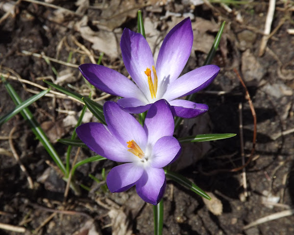 Crocus | Project Noah