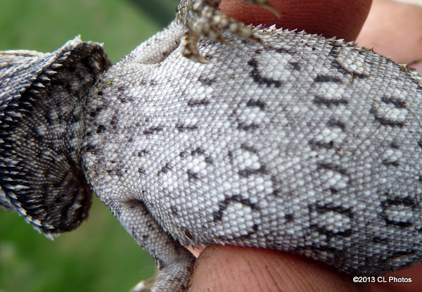 Eastern Bearded Dragon | Project Noah