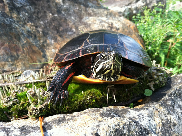 painted turtle | Project Noah