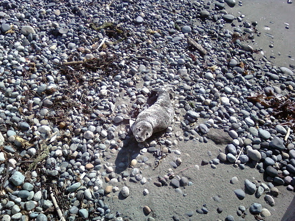 Pacific Harbor Seal | Project Noah