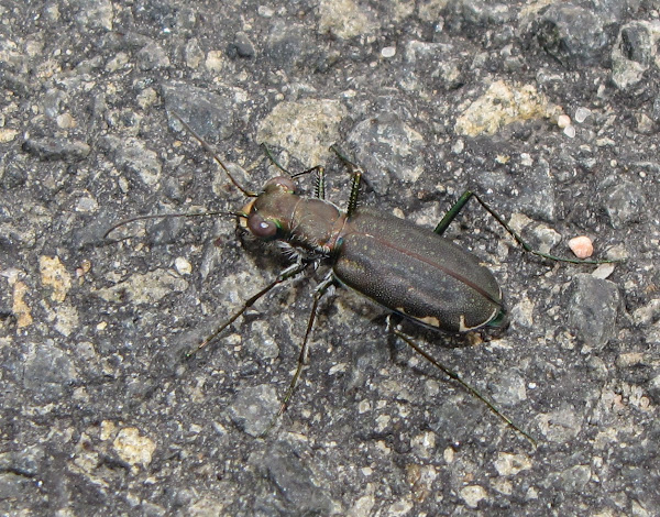 Punctured Tiger Beetle | Project Noah