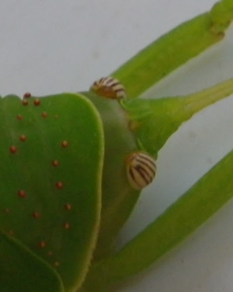 True Leaf Katydid | Project Noah