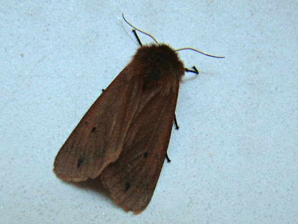 Ruby Tiger Moth | Project Noah