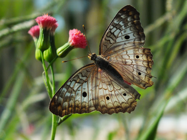 White Peacock Butterfly | Project Noah