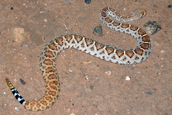 Western Diamond-backed Rattlesnake | Project Noah