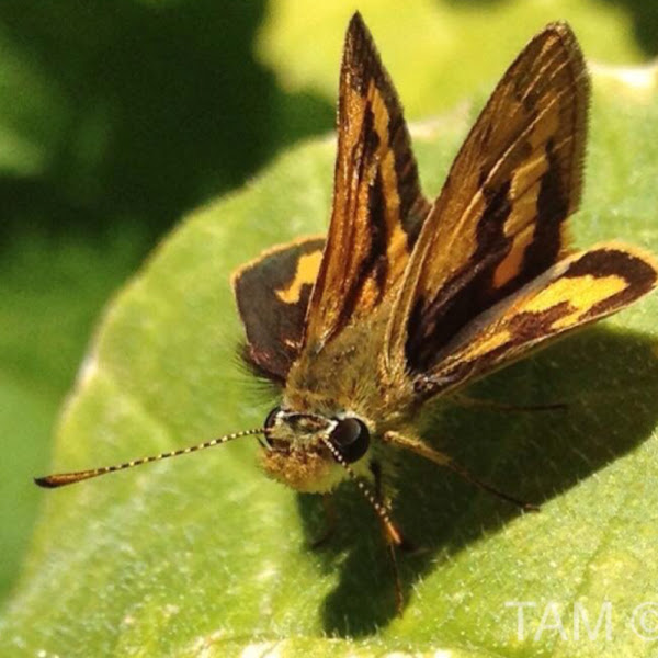 Green Grass Dart-Skipper Butterfly | Project Noah