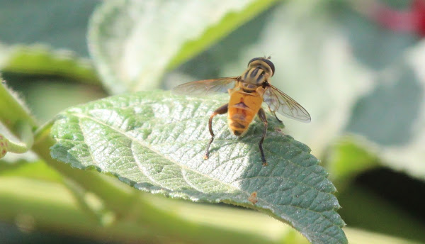 Striped Hoverfly | Project Noah