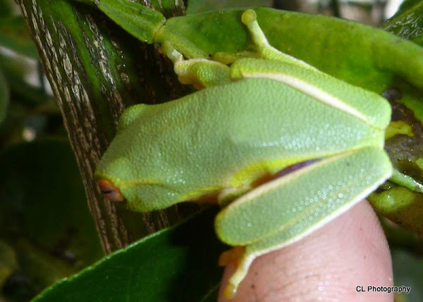 Graceful Tree Frog | Project Noah