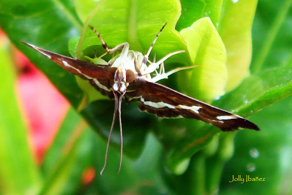 Beet Webworm Moth | Project Noah
