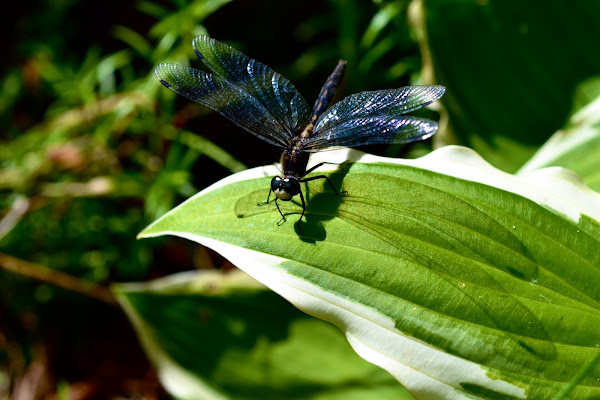 dragon fly | Project Noah