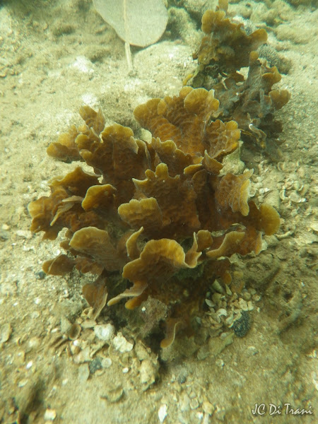 Thin Leaf Lettuce Coral | Project Noah