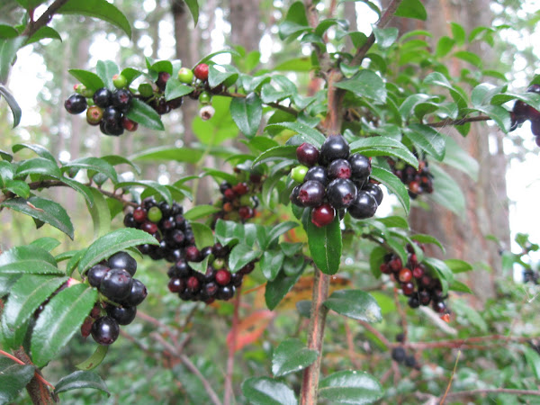 Evergreen Huckleberry | Project Noah