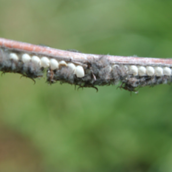 Insect Eggs (larvae hatching) | Project Noah