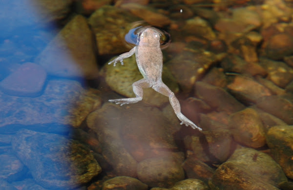Desert tree frog | Project Noah