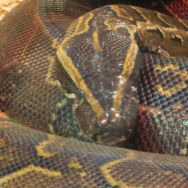 African Rock Python | Project Noah