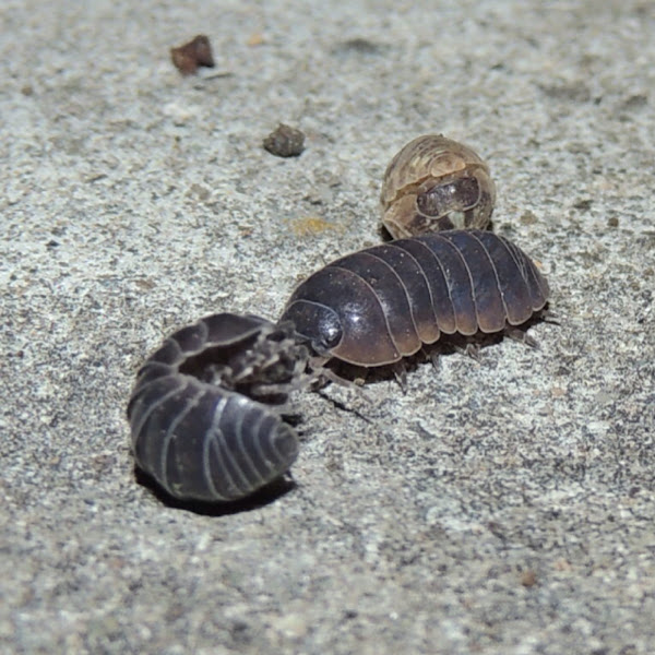 Pill bug | Project Noah