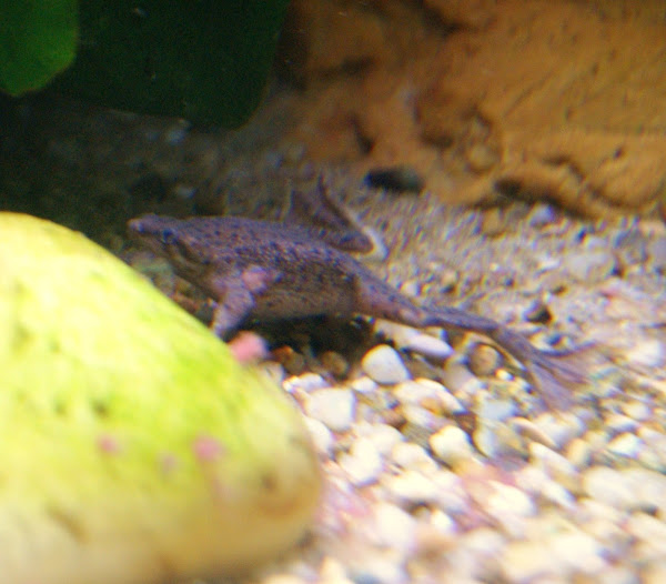 Congo Dwarf Clawed Frog | Project Noah