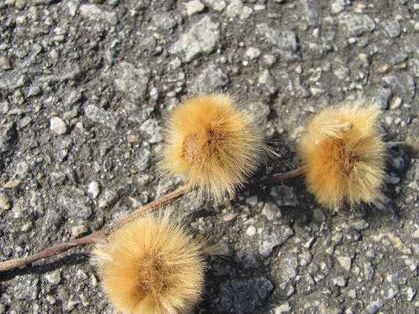 Sycamore tree(Plátano) | Project Noah