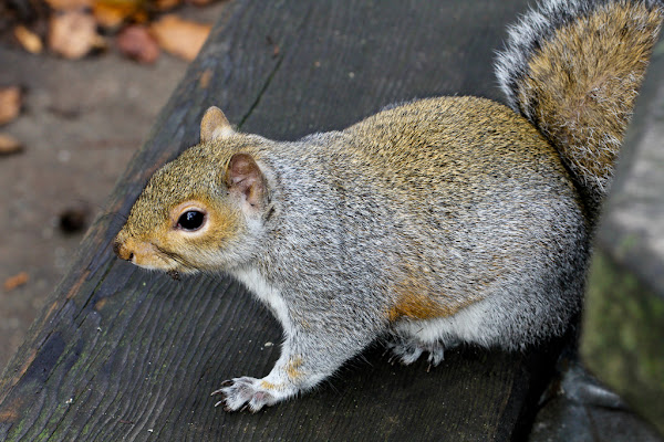 Eastern Gray Squirrel | Project Noah