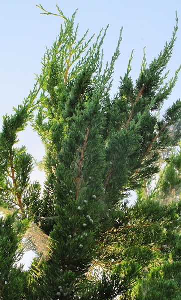 Rocky Mountain Juniper | Project Noah