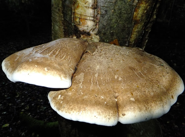 Birch polypore | Project Noah