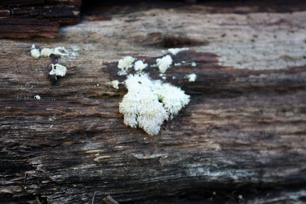 Split Gill | Project Noah