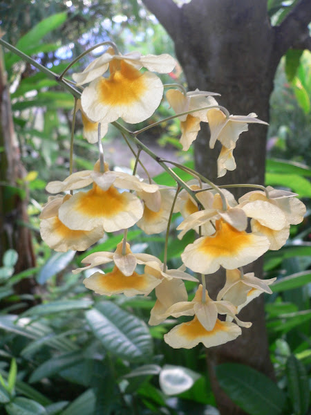 Orchid | Project Noah