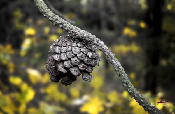 Pine cone | Project Noah