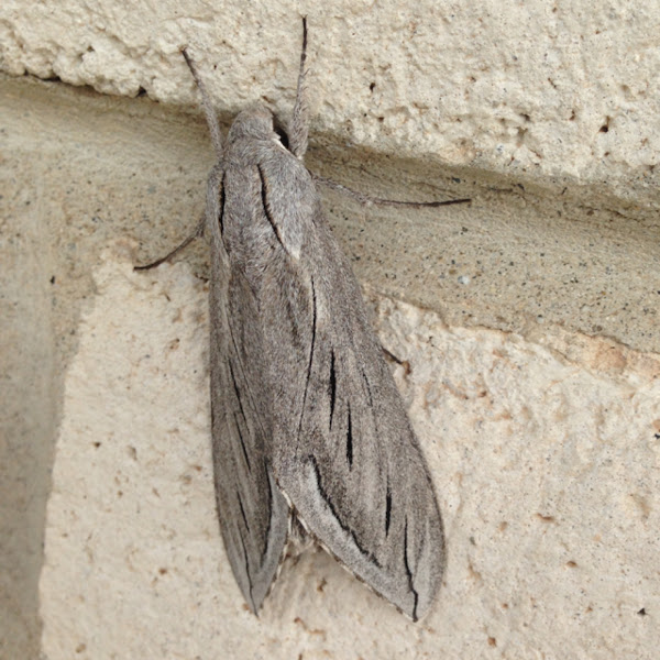 Great Ash Sphinx | Project Noah