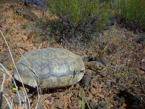 Desert Tortoise | Project Noah