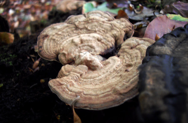 Giant Polypore | Project Noah
