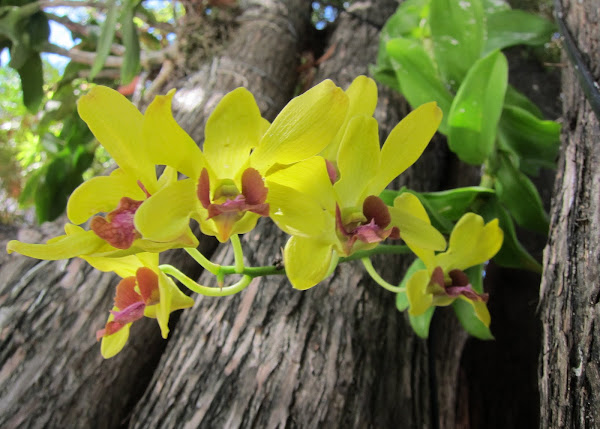 Dendrobium Orchids | Project Noah