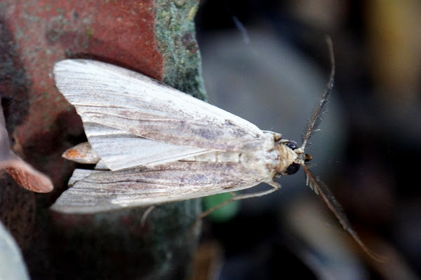 Prominent Moth | Project Noah