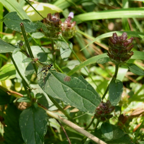 Case Moth Larvae Parasite Wasp - female | Project Noah